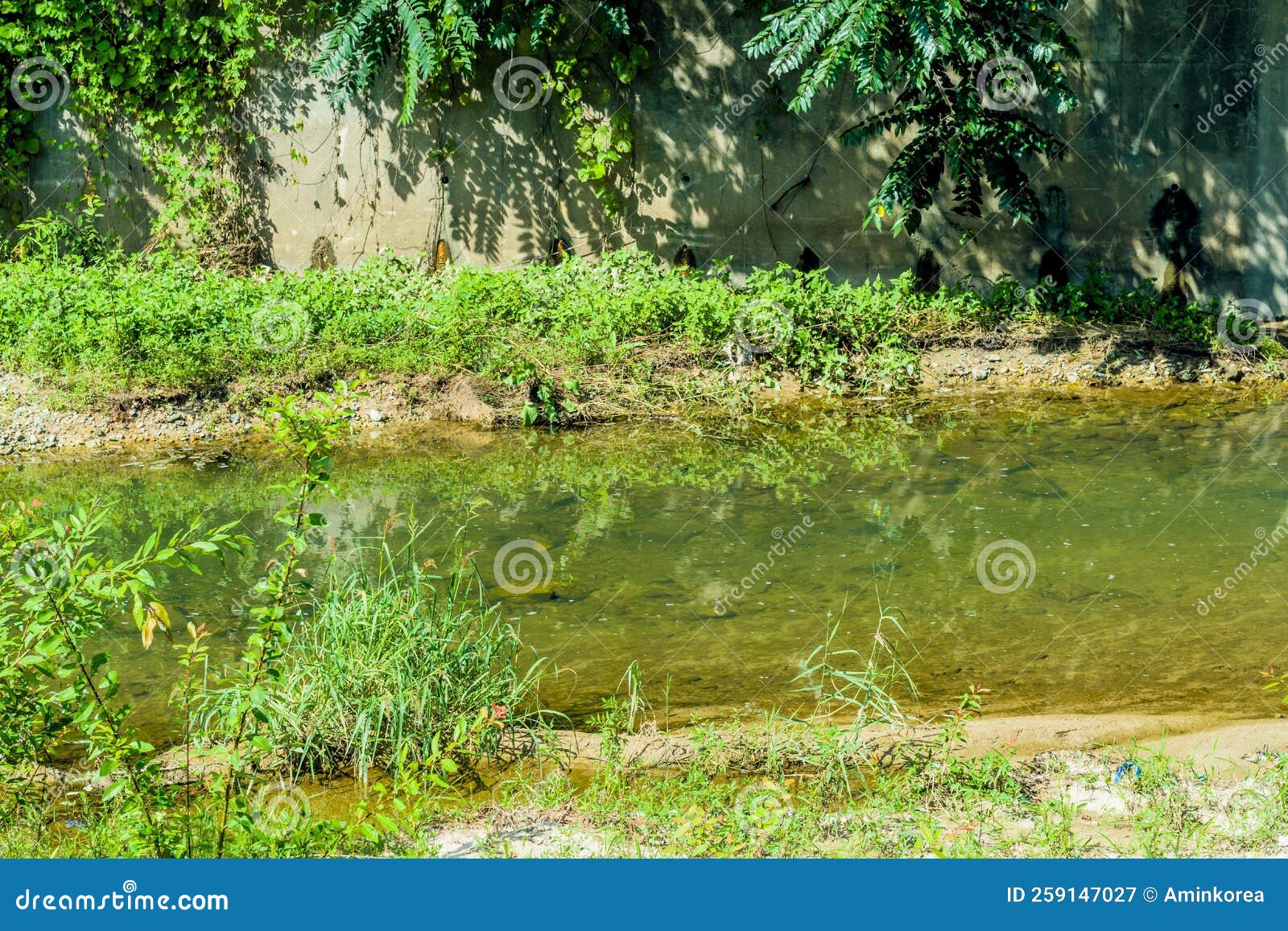 Small stream n rural park stock image. Image of nature - 259147027