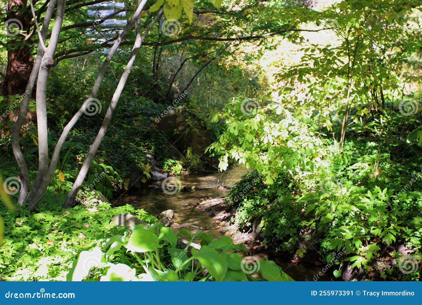 A Small Stream Running through a Forest with Strong Sunlight Streaming ...