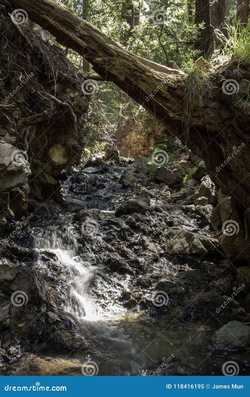 Tree Leaning Over Small Stream in Forest. Stock Image - Image of stream ...