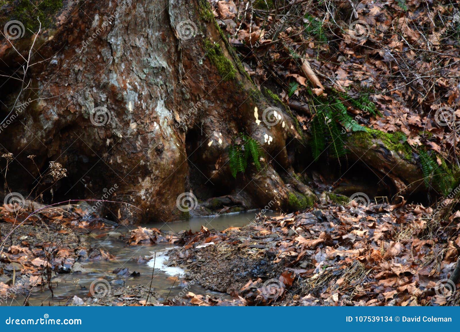 Small Stream Running Past Tree Stock Photo - Image of holes, stump ...
