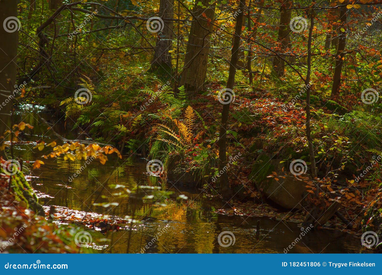 A Small Stream Slowly Running through a Dark Forest with Dense ...