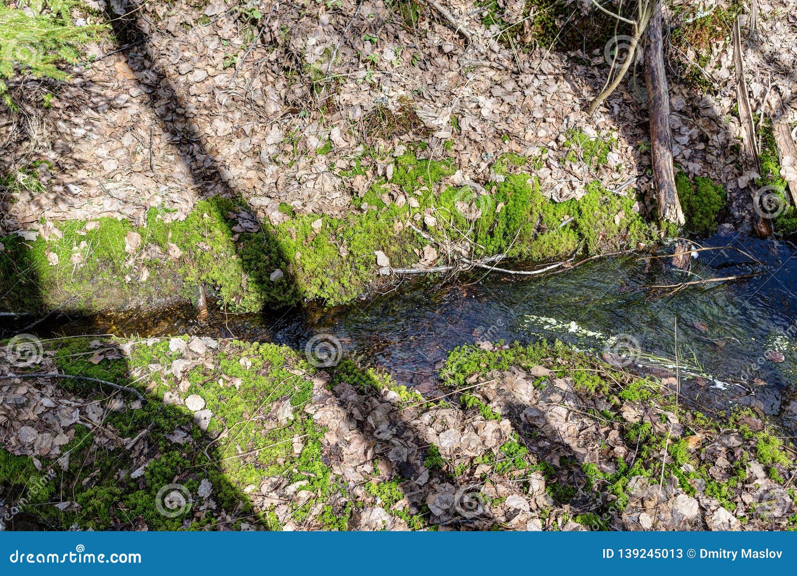 Small Stream in the Spring Forest Stock Image - Image of spring ...