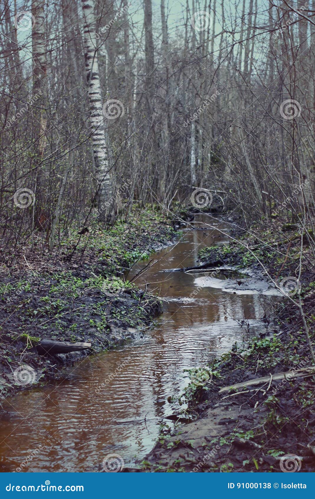 Small Stream in the Spring Forest. Stock Photo - Image of rays, green ...