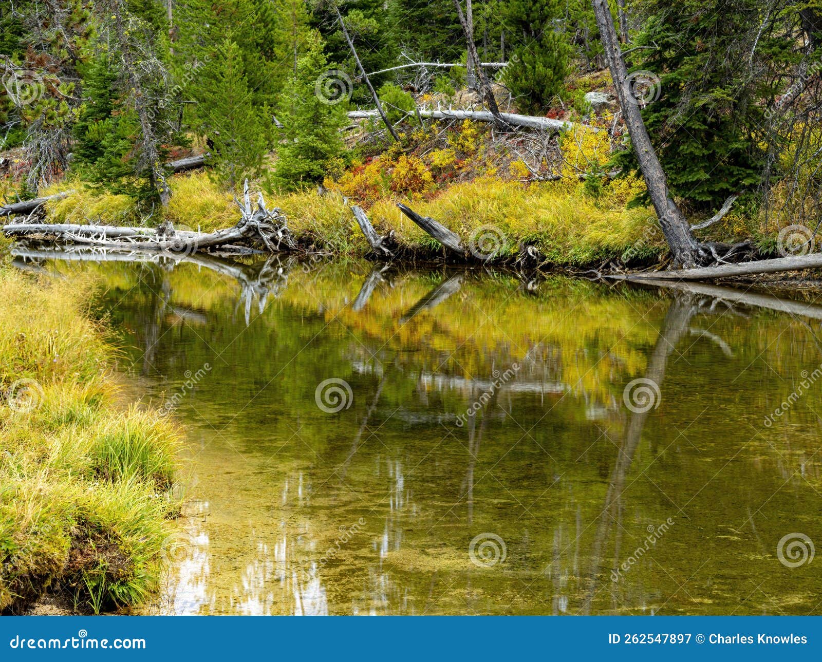 Small Stream with Still Water Reflection of Forest Banks Stock Image ...