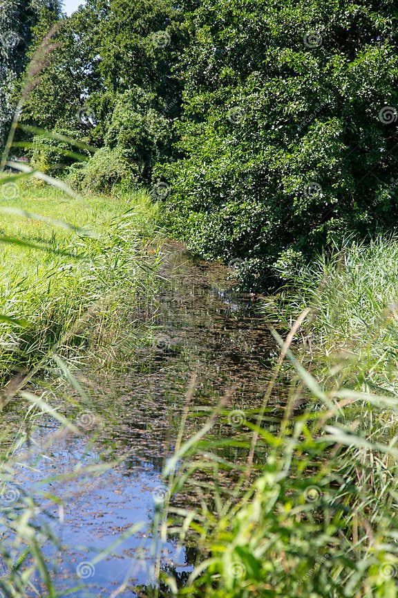 A Small Stream Surrounded by Grass and Trees Stock Image - Image of ...