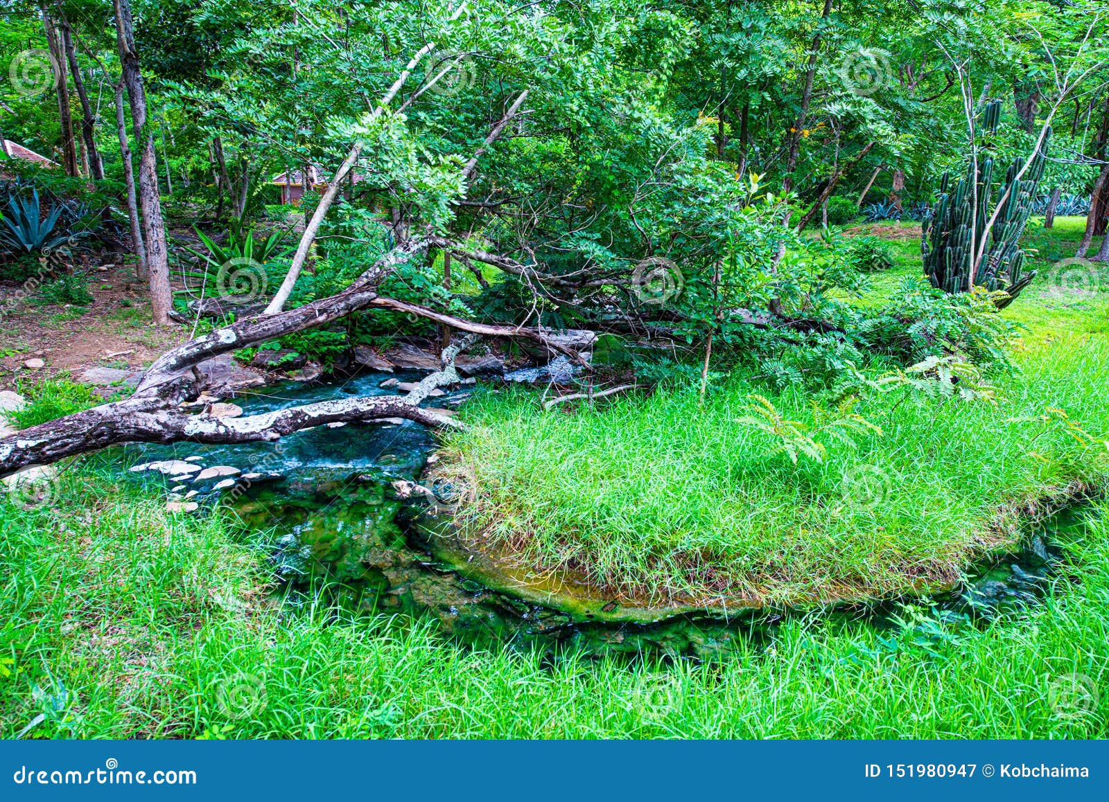 Small Stream in Thephanom Hot Springs Stock Image - Image of nature ...