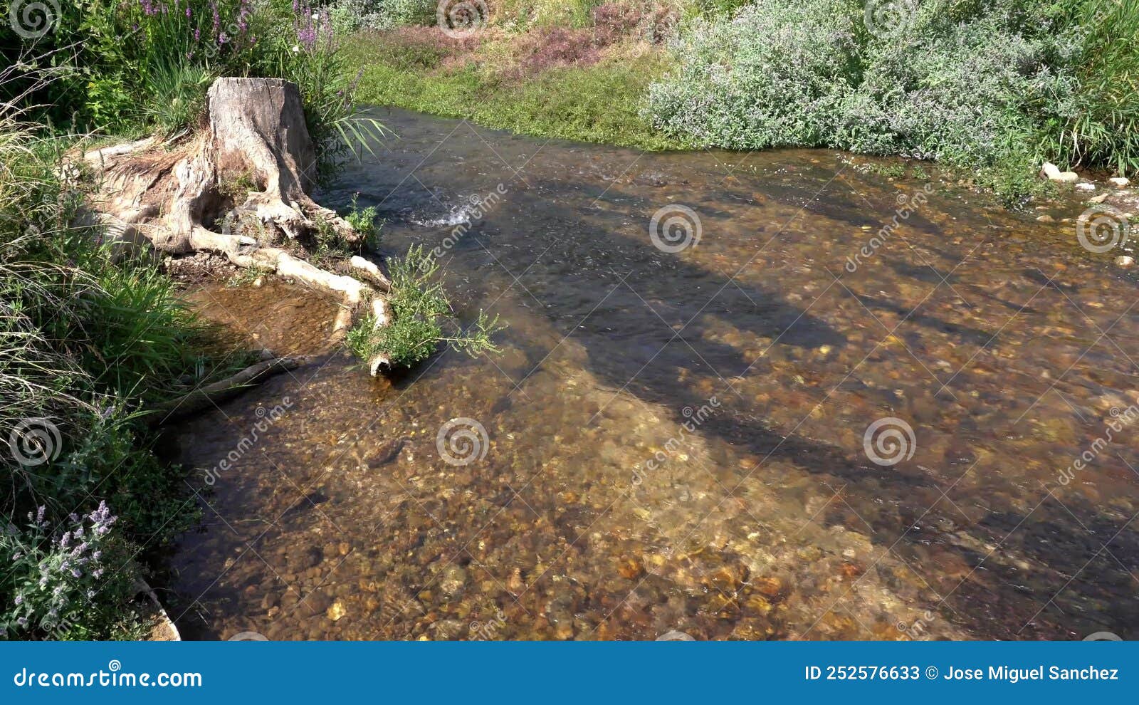 Small Stream of Transparent Water Passing Quickly between the Plants on ...