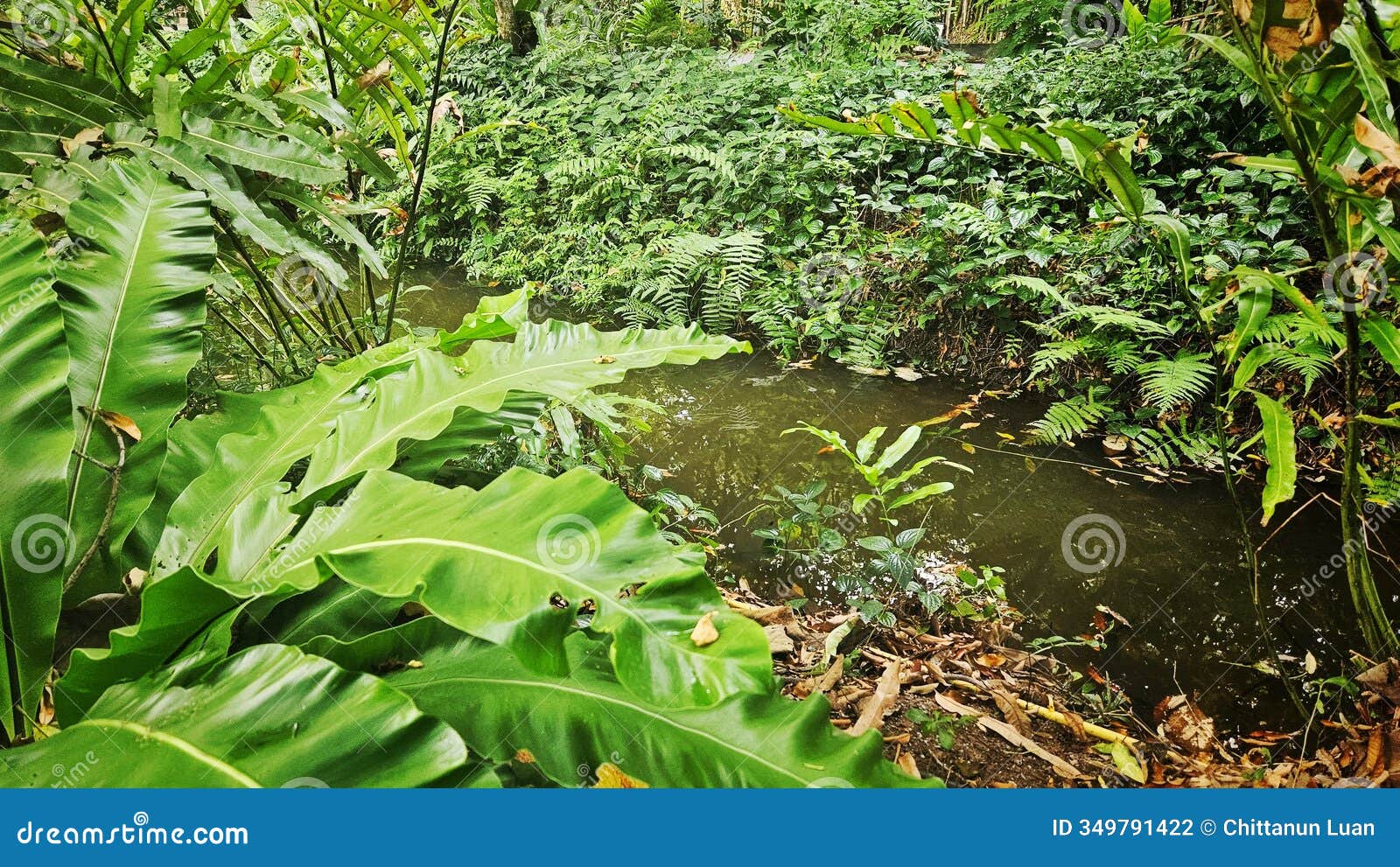 Small Stream in Tropical Garden with Fern and Tree Landscape Stock ...