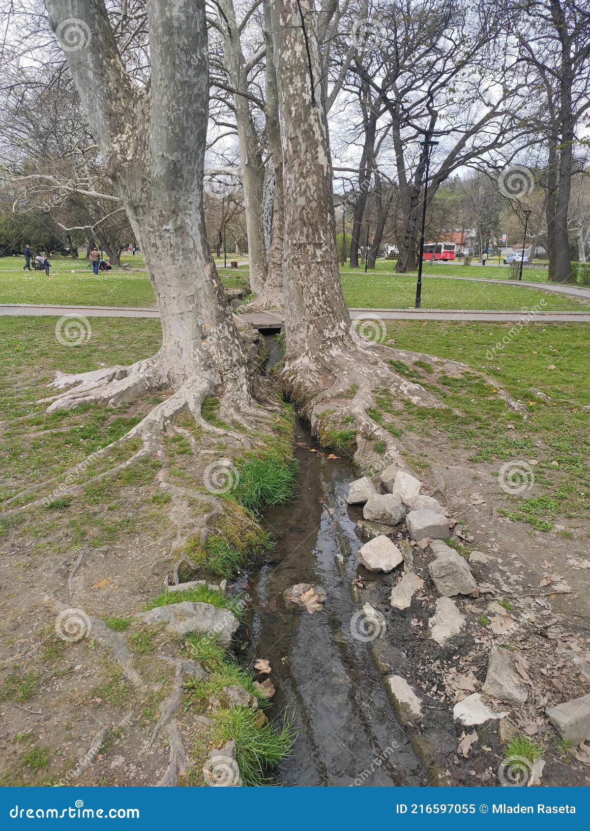Small Stream with Two Trees Topciderski Park Belgrade Stock Image ...