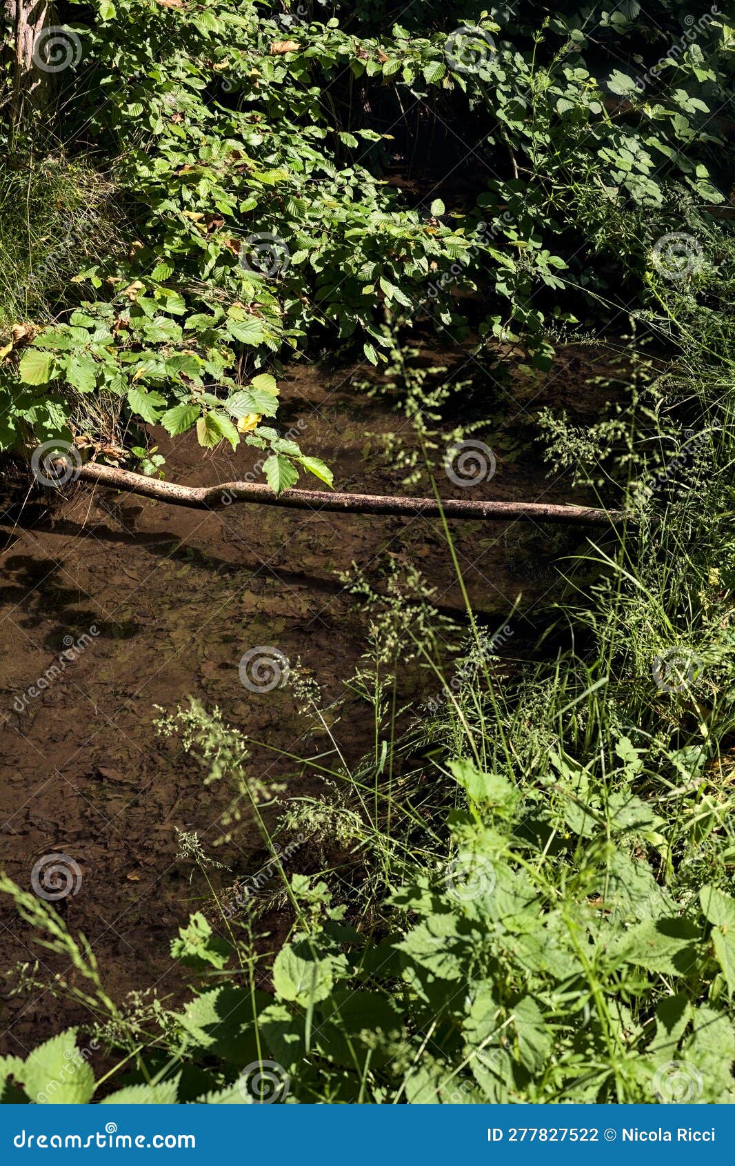 Small Stream of Water Bordered by Grass and Plants in a Forest on a ...