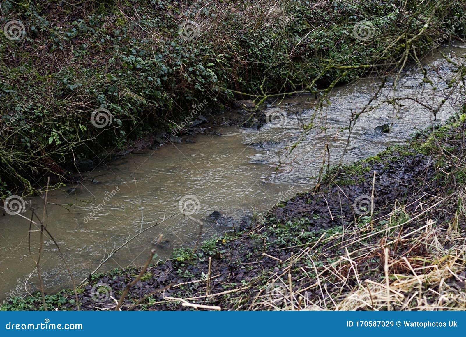 Small Stream of Water in a Forest Stock Image - Image of grass, holly ...