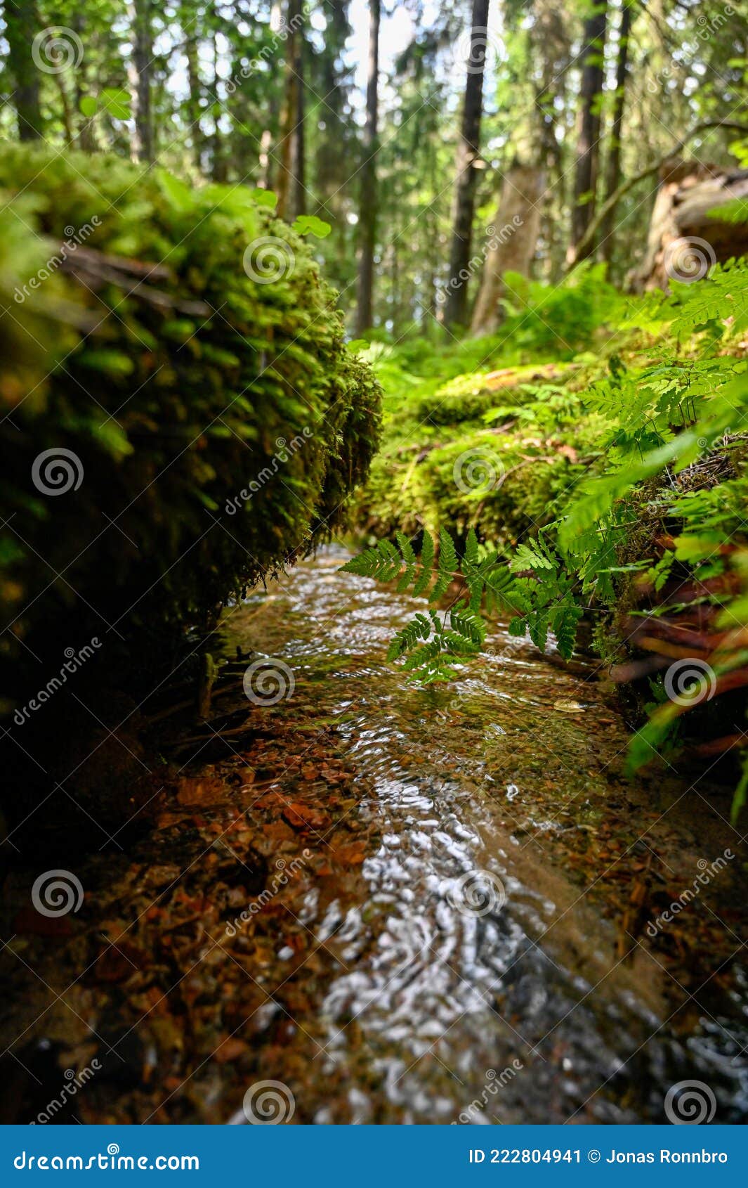 Small Stream of Water through Green Forest Stock Image - Image of close ...