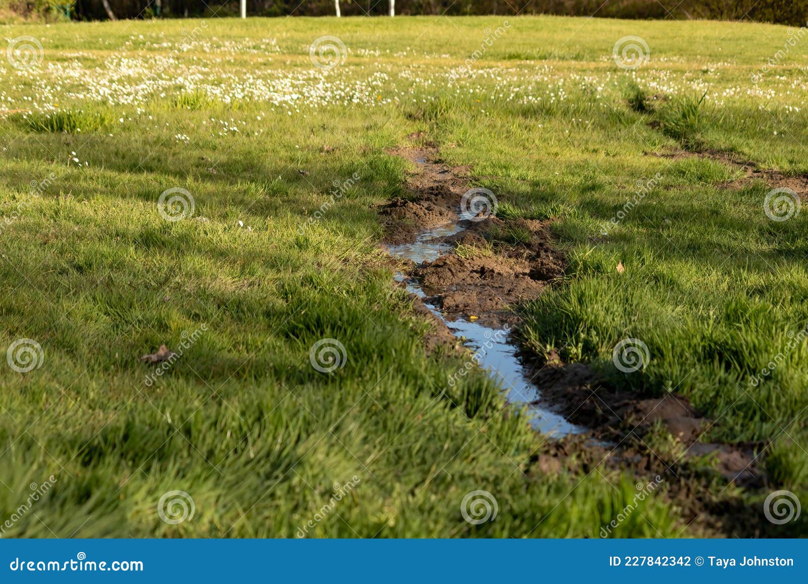 Small Stream of Water through Mud and Grass Stock Photo - Image of ...