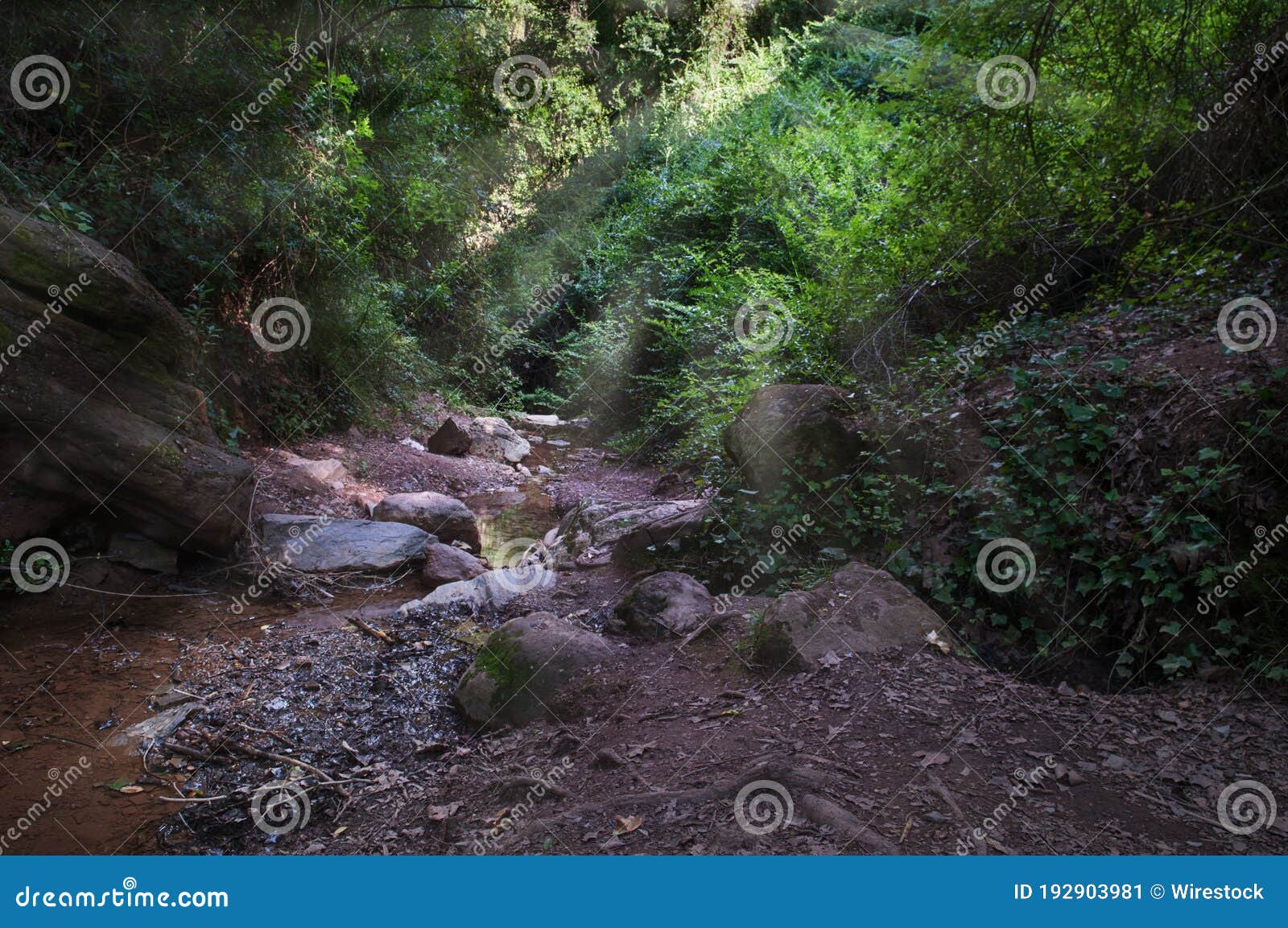Small Stream of Water with Rocks Surrounded by Trees and Grasses in the ...