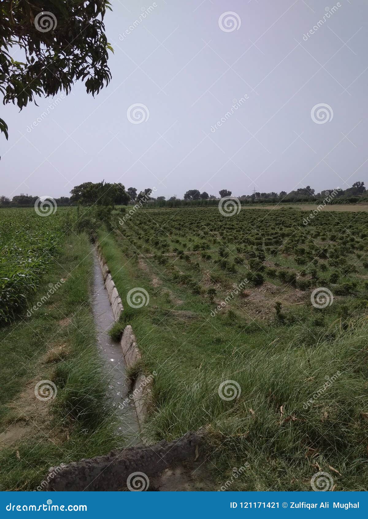 A countryside crop field. stock image. Image of crops - 121171421