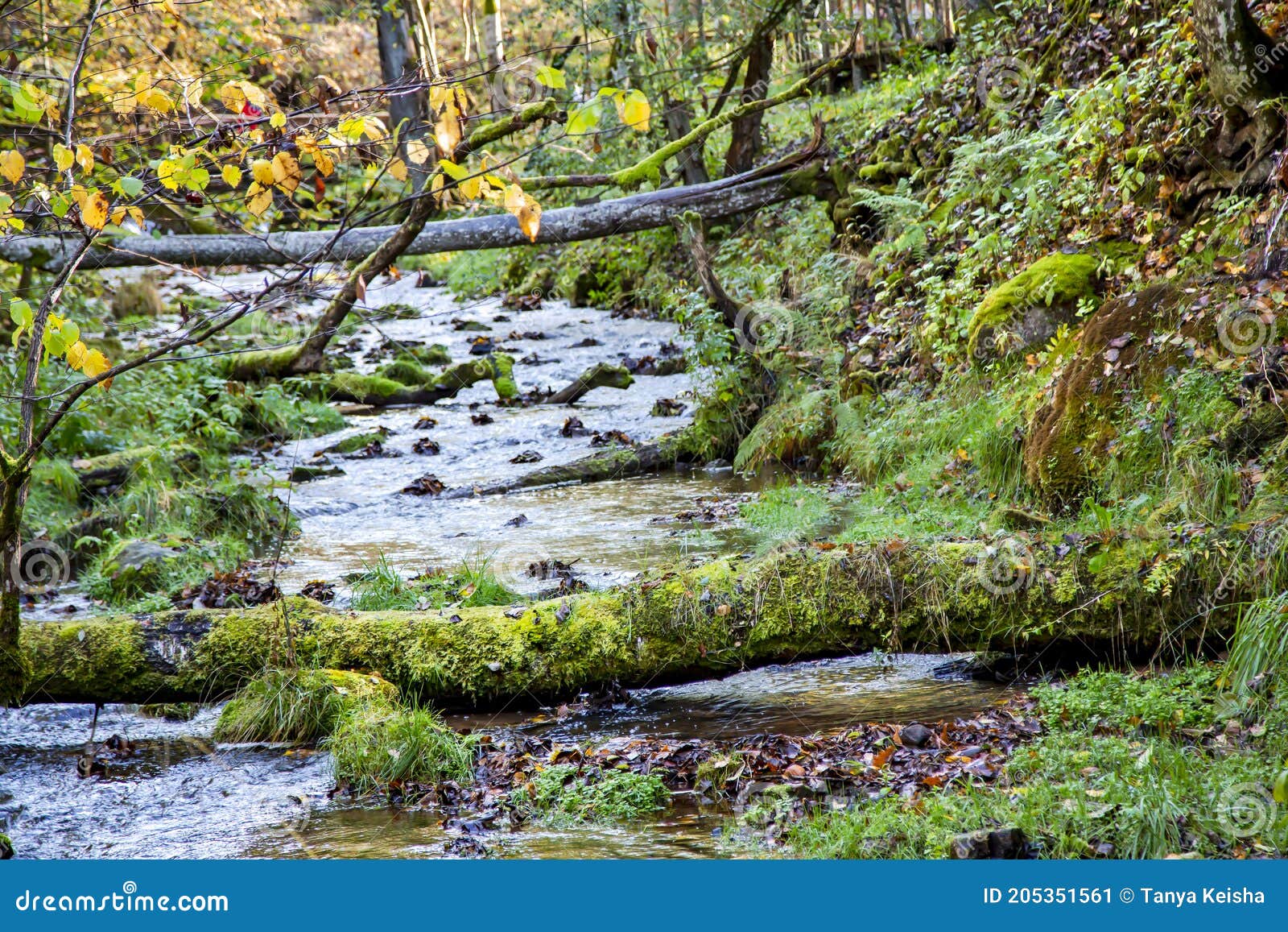 Small Stream in a Wet Forest and Trees Covered with Green Moss Stock ...