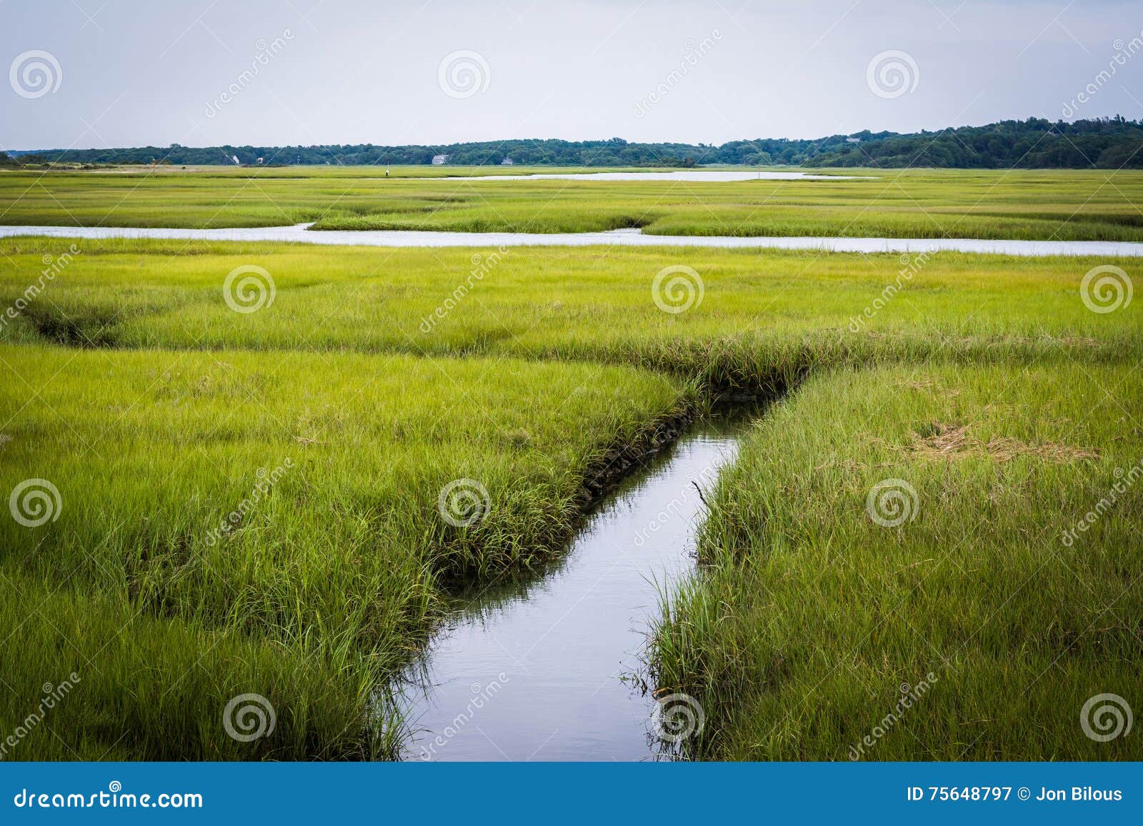 Small Stream in a Wetland Seen from the Sandwich Boardwalk, in S Stock ...