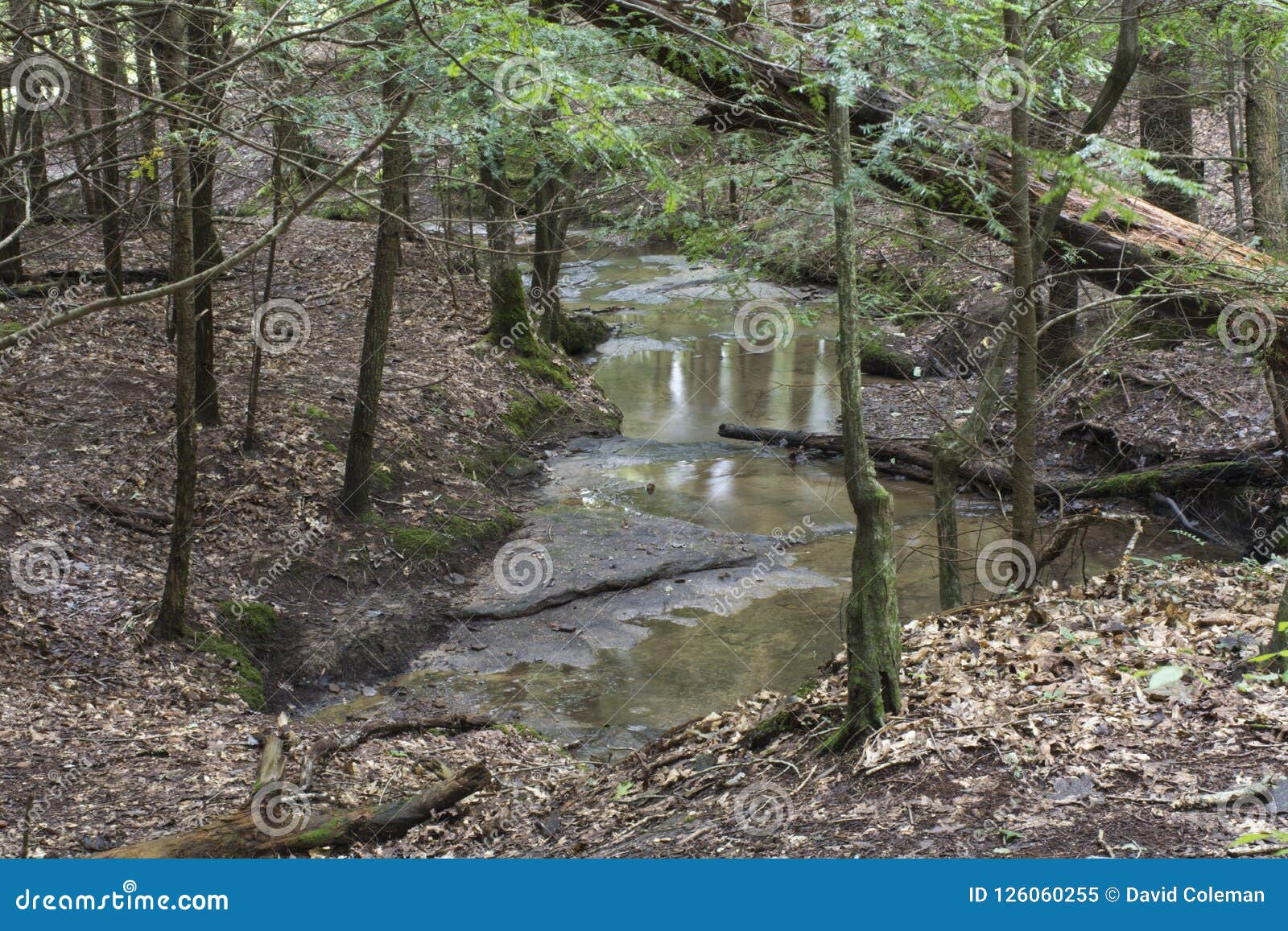 Small Stream Winding through Gorge Stock Image - Image of area, stream ...