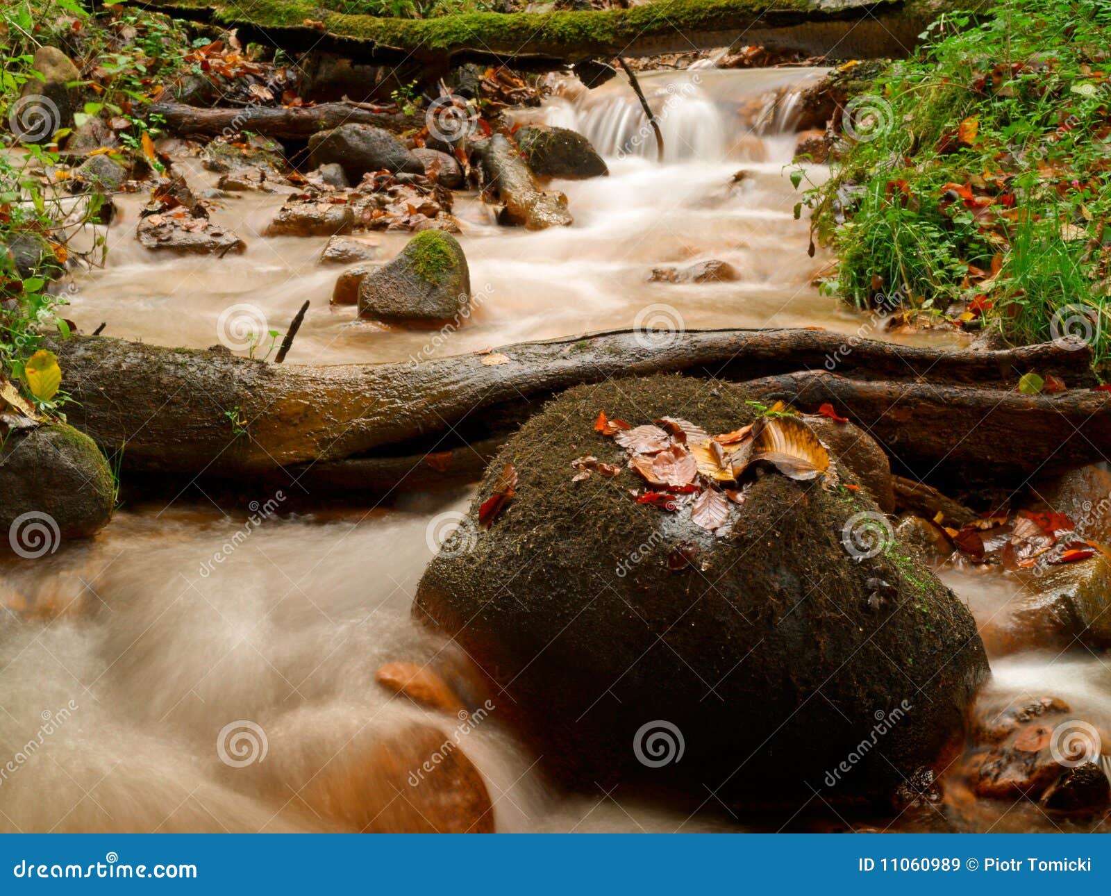 Small stream in the woods stock image. Image of leaf - 11060989