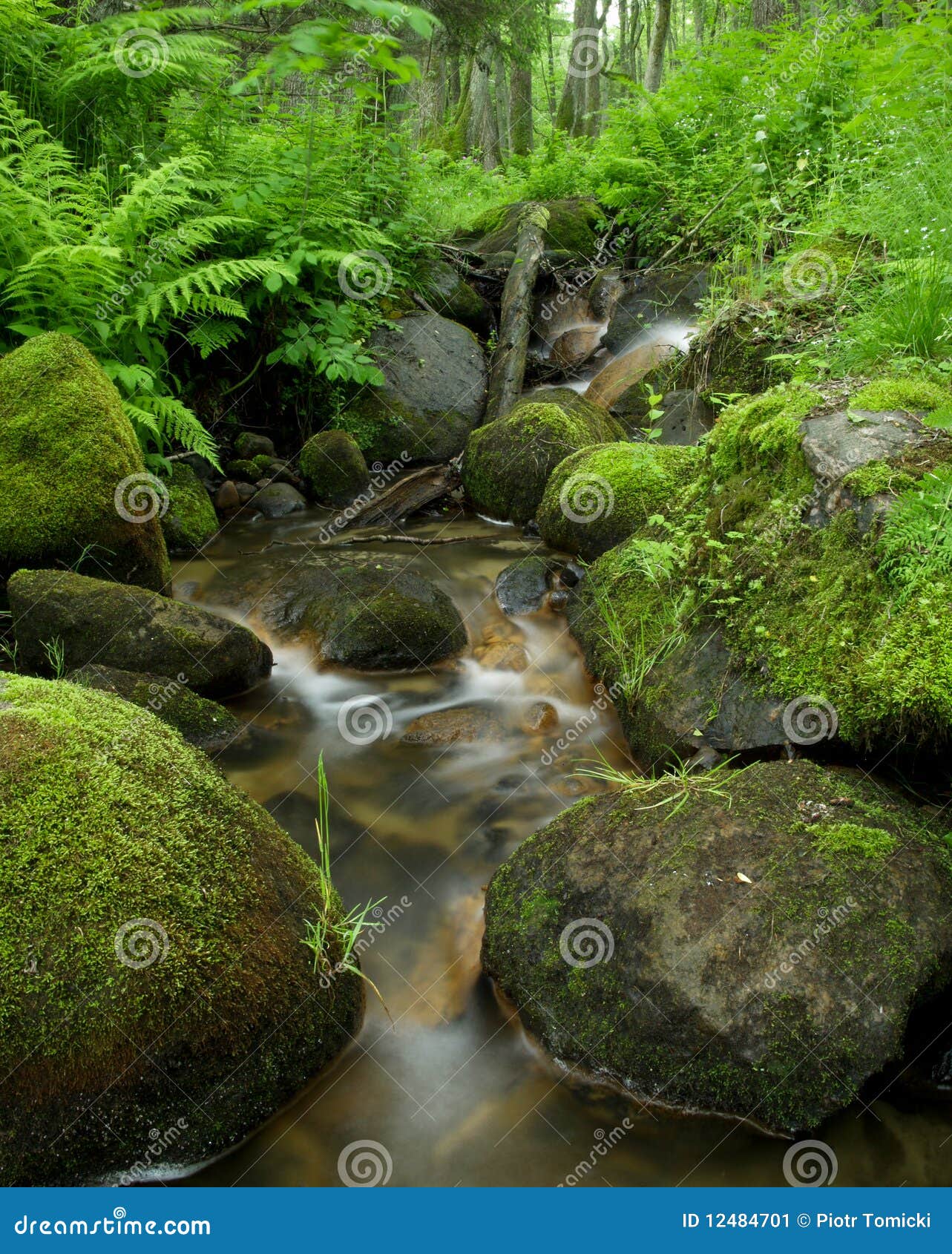 Small stream in the woods stock image. Image of streaming - 12484701