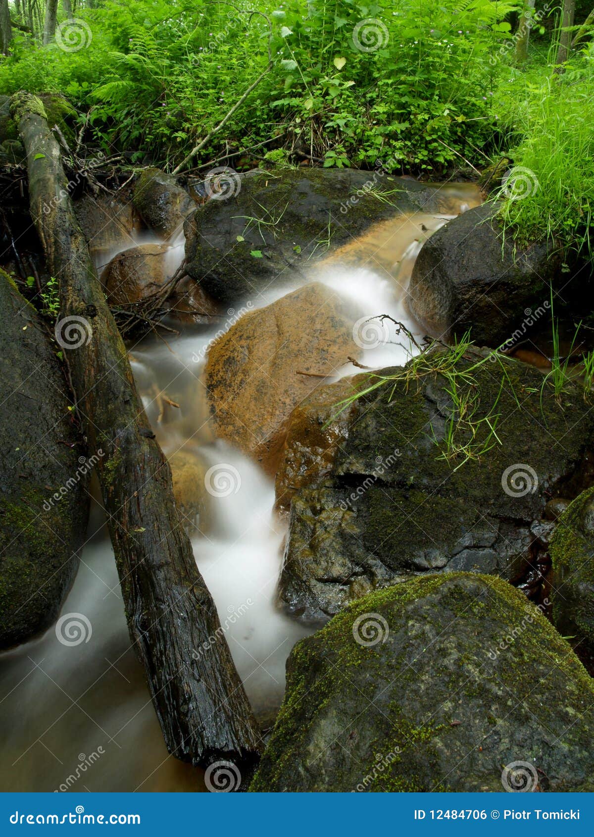 Small stream in the woods stock photo. Image of water - 12484706