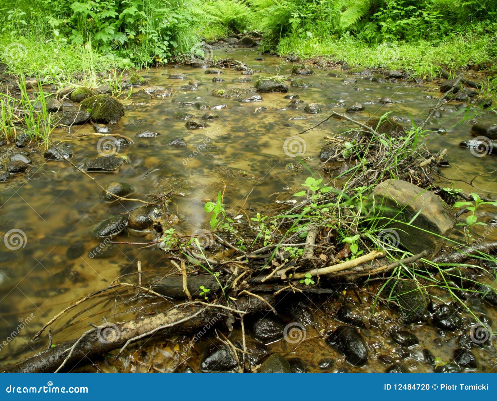 Small stream in the woods stock photo. Image of greenery - 12484720