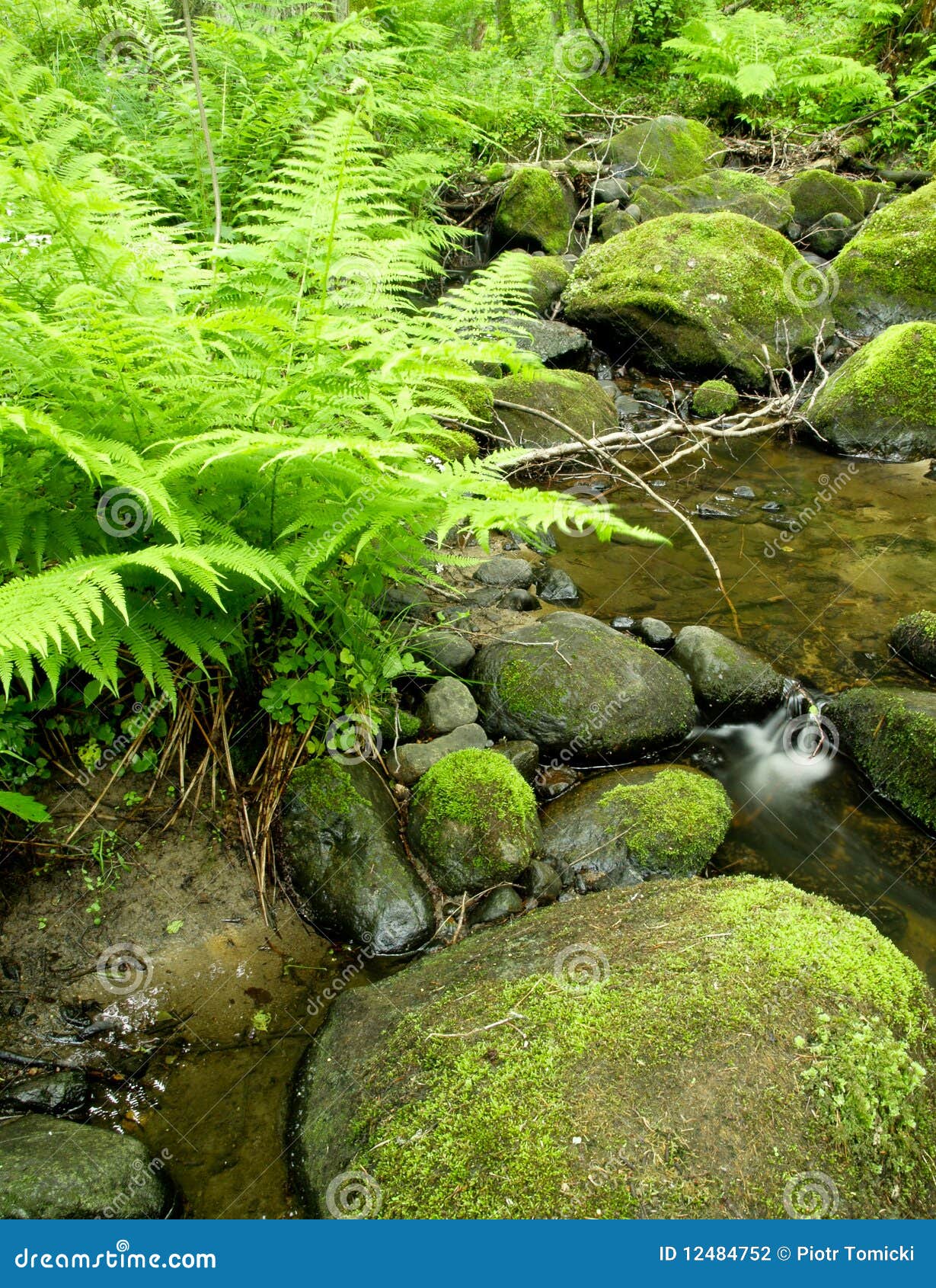 Small stream in the woods stock photo. Image of plant - 12484752
