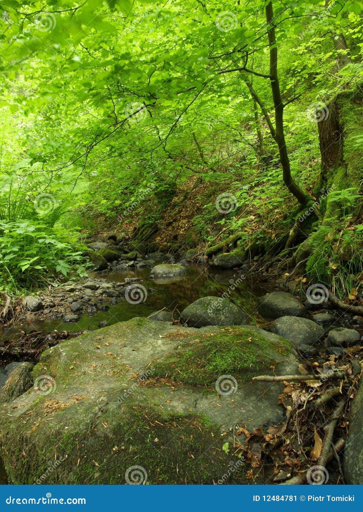 Small stream in the woods stock image. Image of creek - 12484781