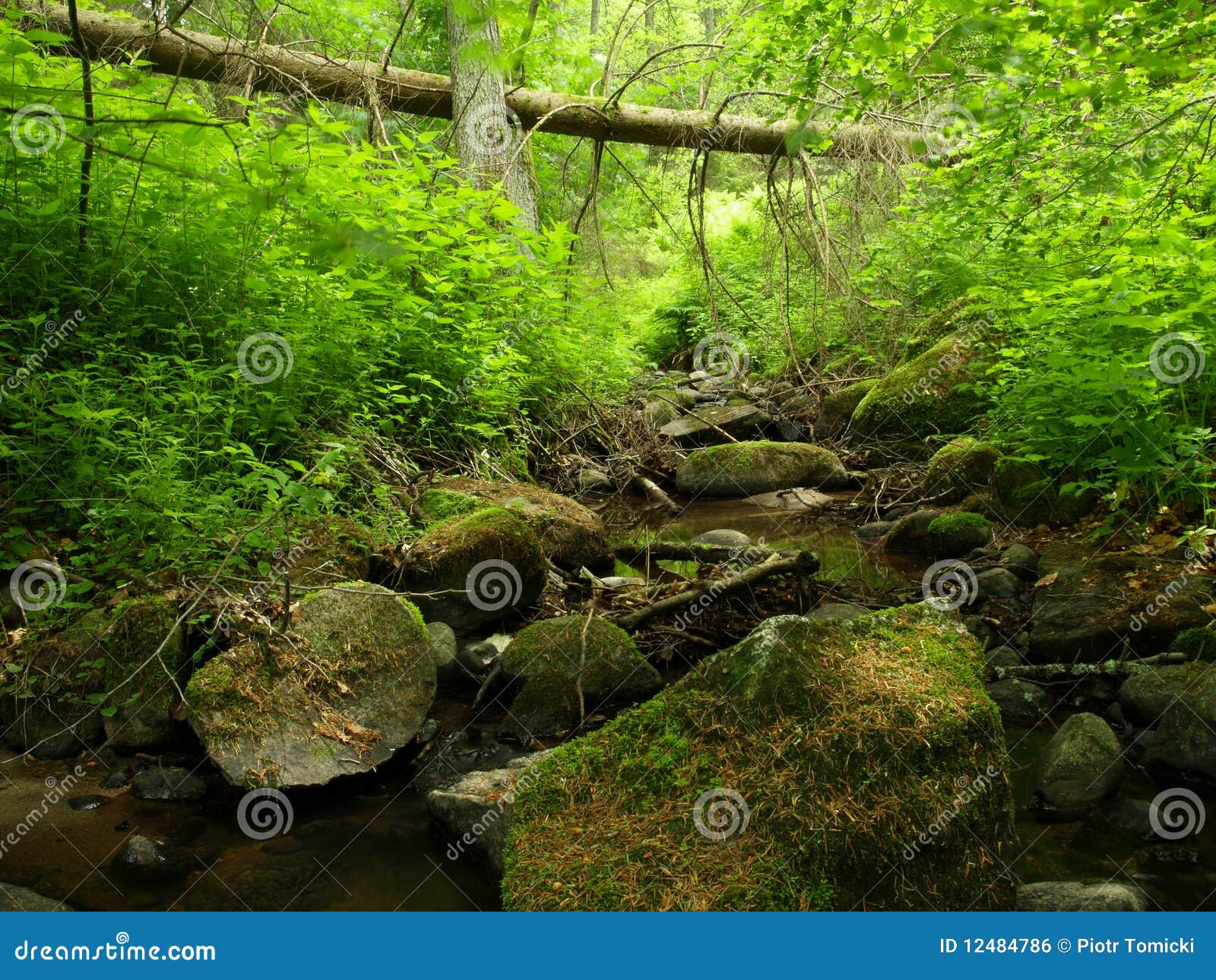Small stream in the woods stock photo. Image of rocky - 12484786
