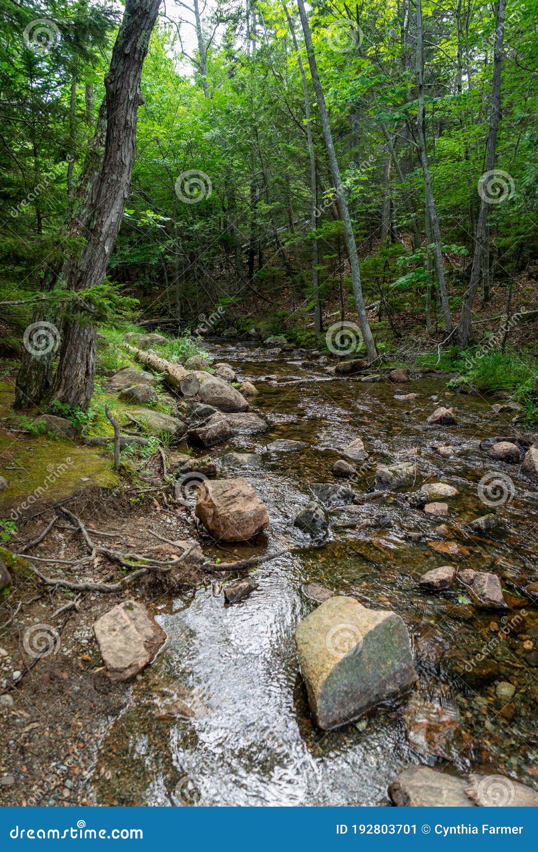 Small stream in the woods stock image. Image of picturesque - 192803701