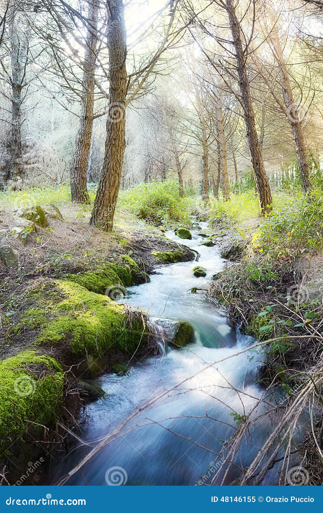 Small stream woods stock image. Image of leaf, beautiful - 48146155