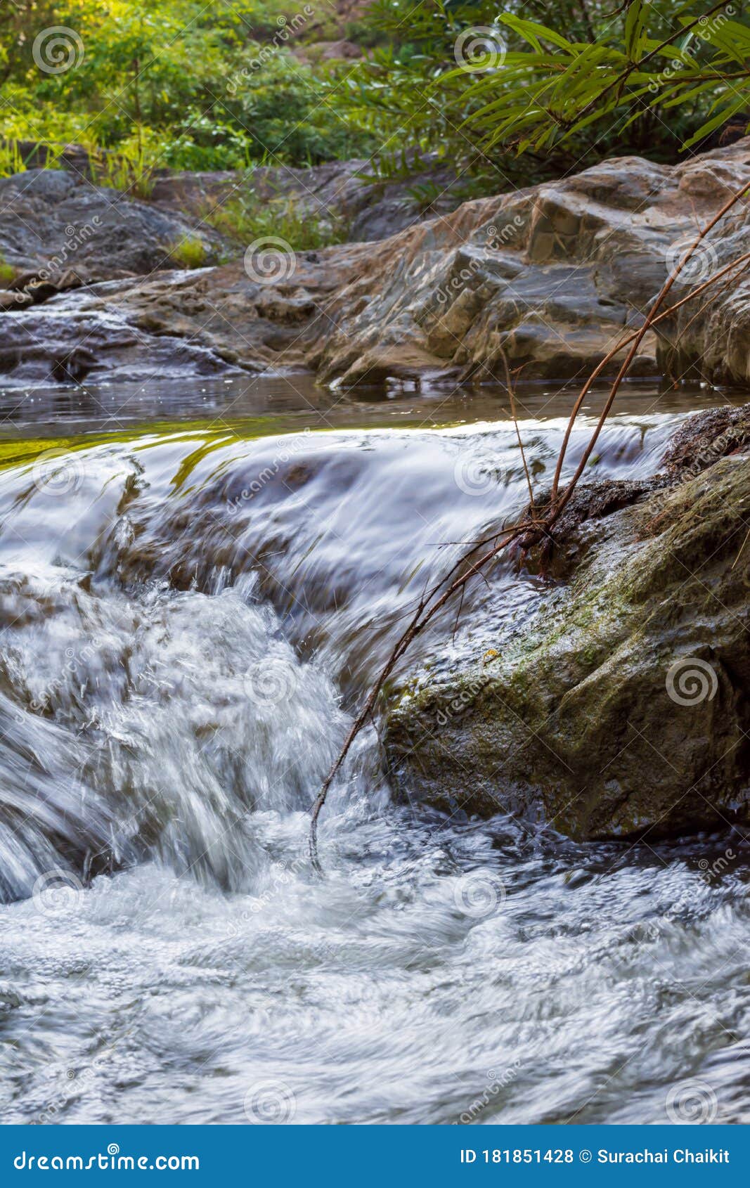 Small Streams in the Jungle in Summer Stock Photo - Image of green ...