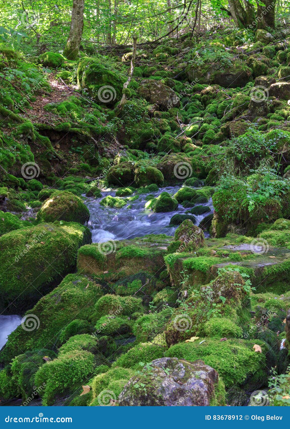 Small Streams Over Mossy Rocks in Forest Stock Photo - Image of forest ...