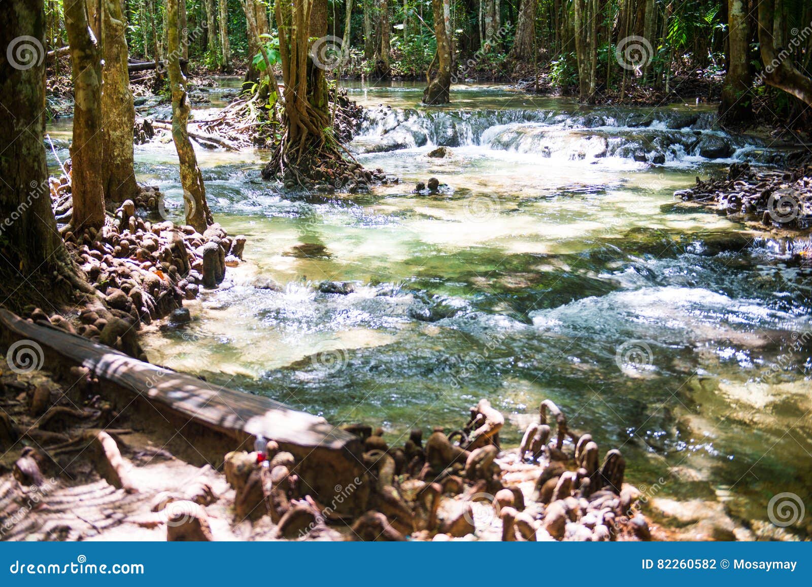 Small Streams in the Rainforest Stock Photo - Image of water, landscape ...