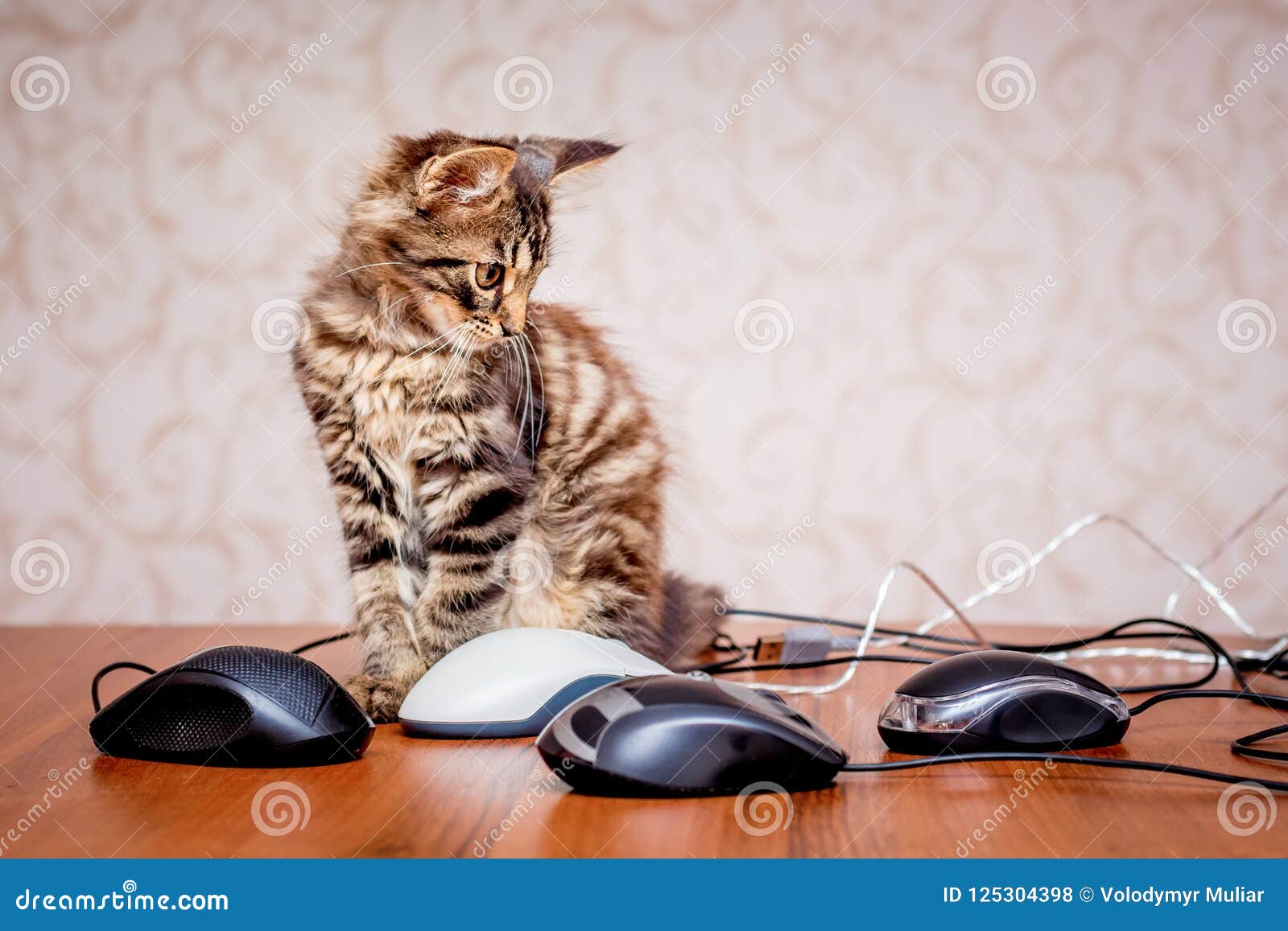 A Small Striped Cat Looks at Computer Mice_ Stock Photo - Image of ...