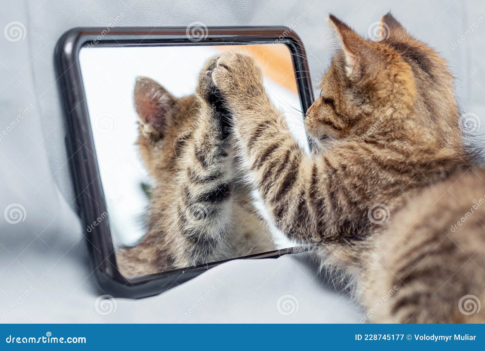A Small Striped Kitten Plays with Its Reflection in the Mirror Stock ...