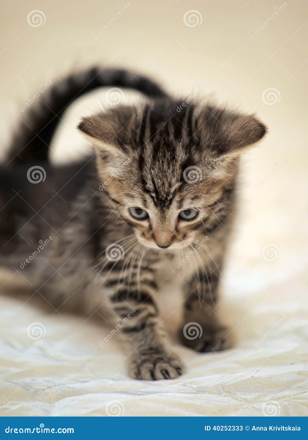 Small Striped Kitten Sitting Stock Image - Image of cutie, feline: 40252333