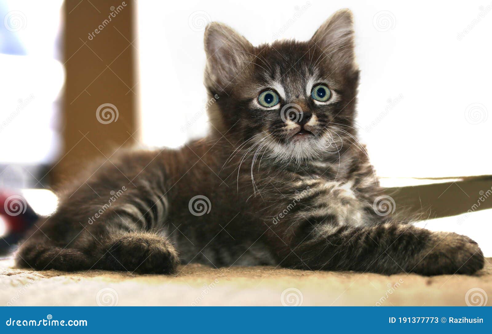 Small Striped Kitten Sitting and Looking at Camera Stock Image - Image ...