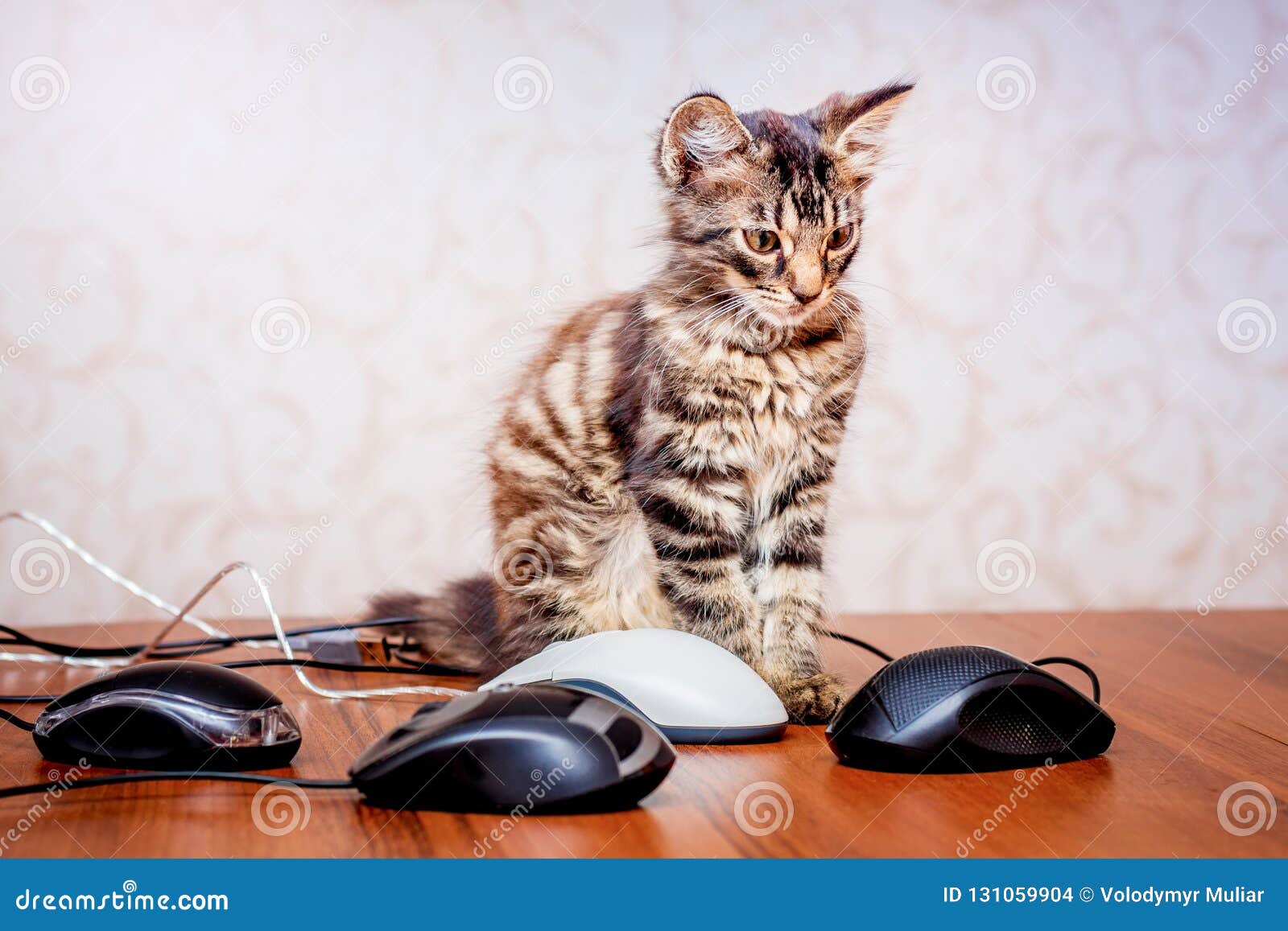 Small Striped Kitten Surrounded by Computer Mice. Modern Sophist Stock ...