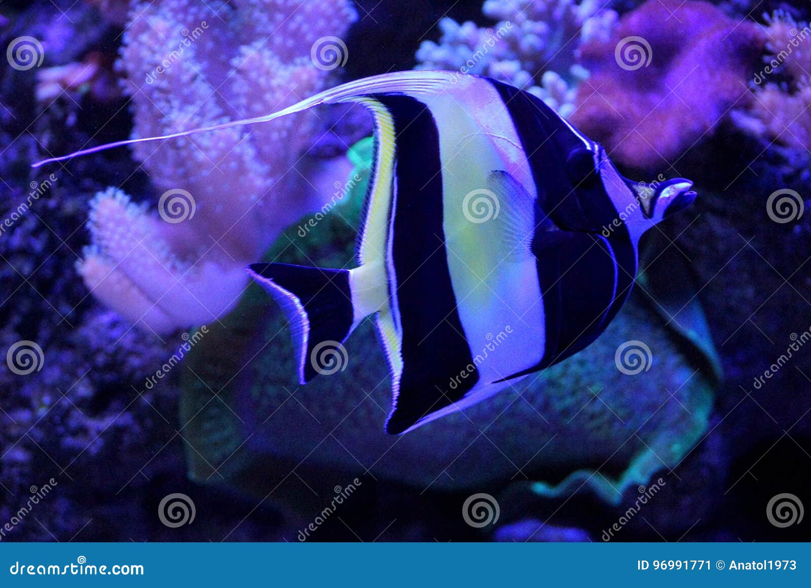 Small Striped Sea Fish in Aquarium Water Stock Image - Image of ...