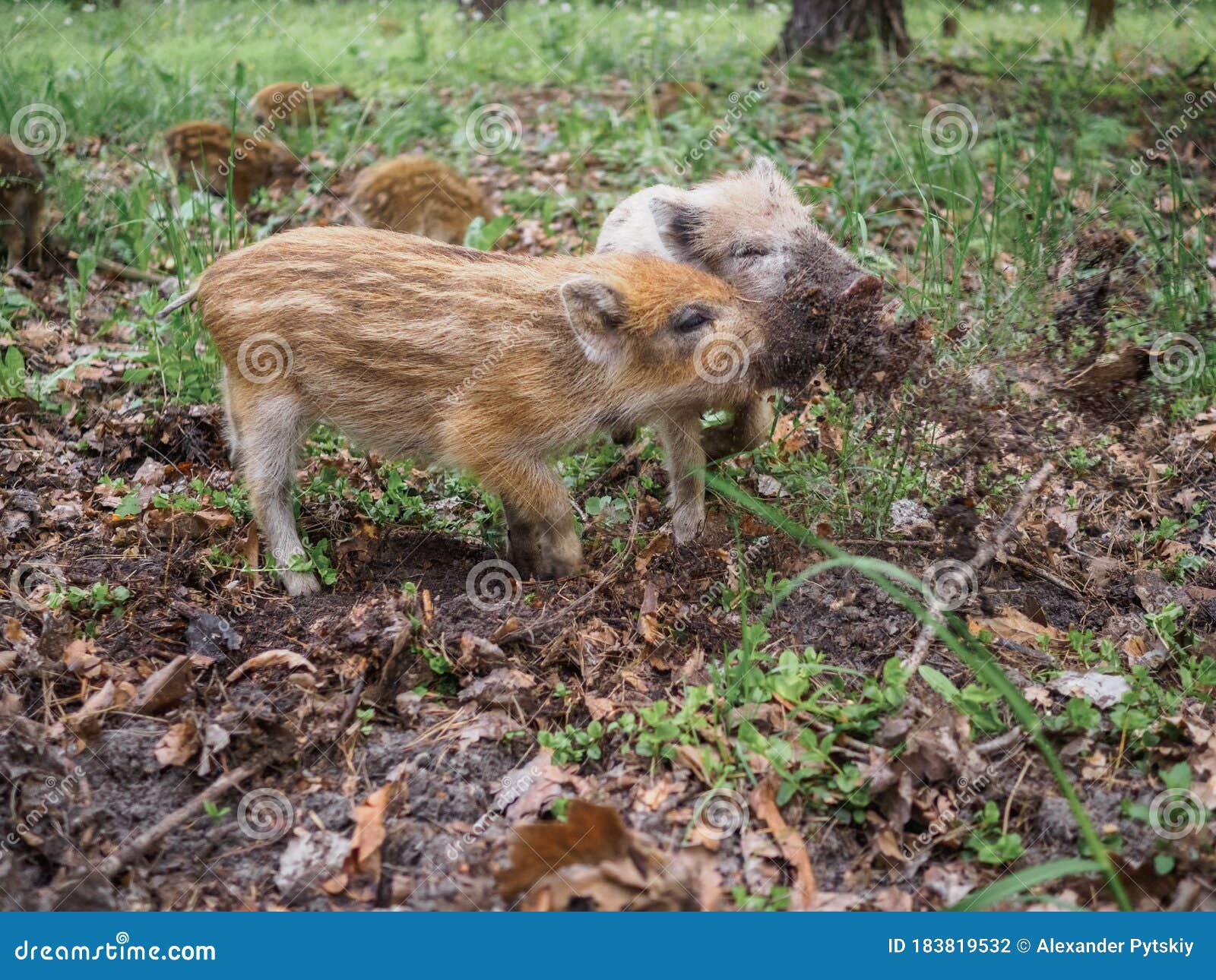Small Striped Wild Boars Dig the Ground Stock Photo - Image of winter ...
