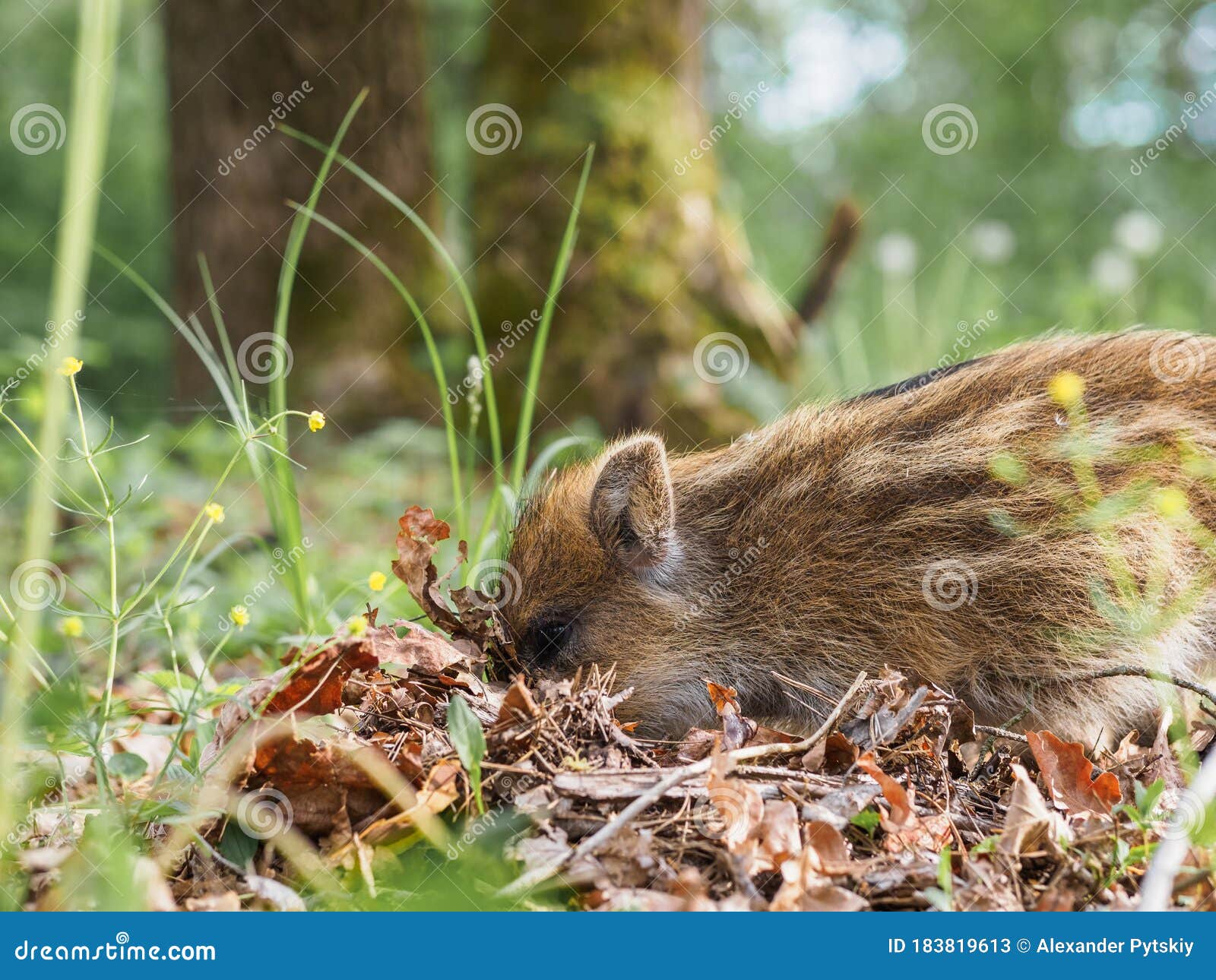 Small Striped Wild Boars Dig the Ground Stock Image - Image of cute ...