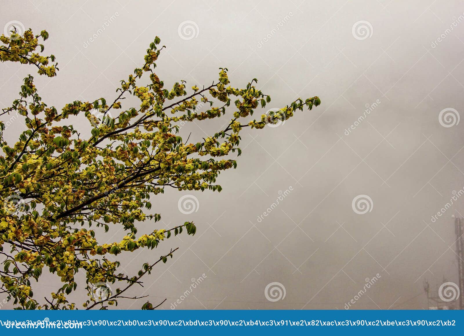 Small but Strong Pine Tree Growing on a Rock Stock Photo - Image of ...