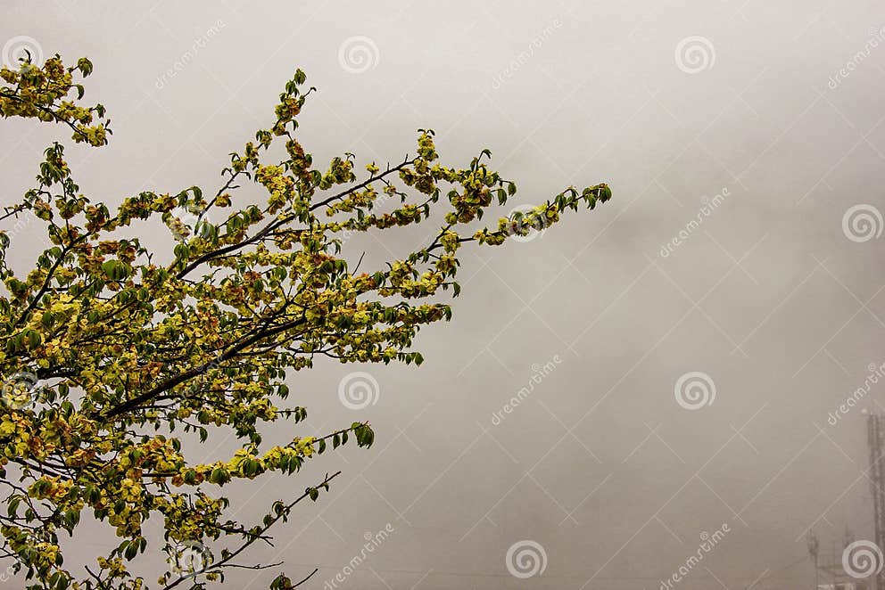 Small but Strong Pine Tree Growing on a Rock Stock Photo - Image of ...