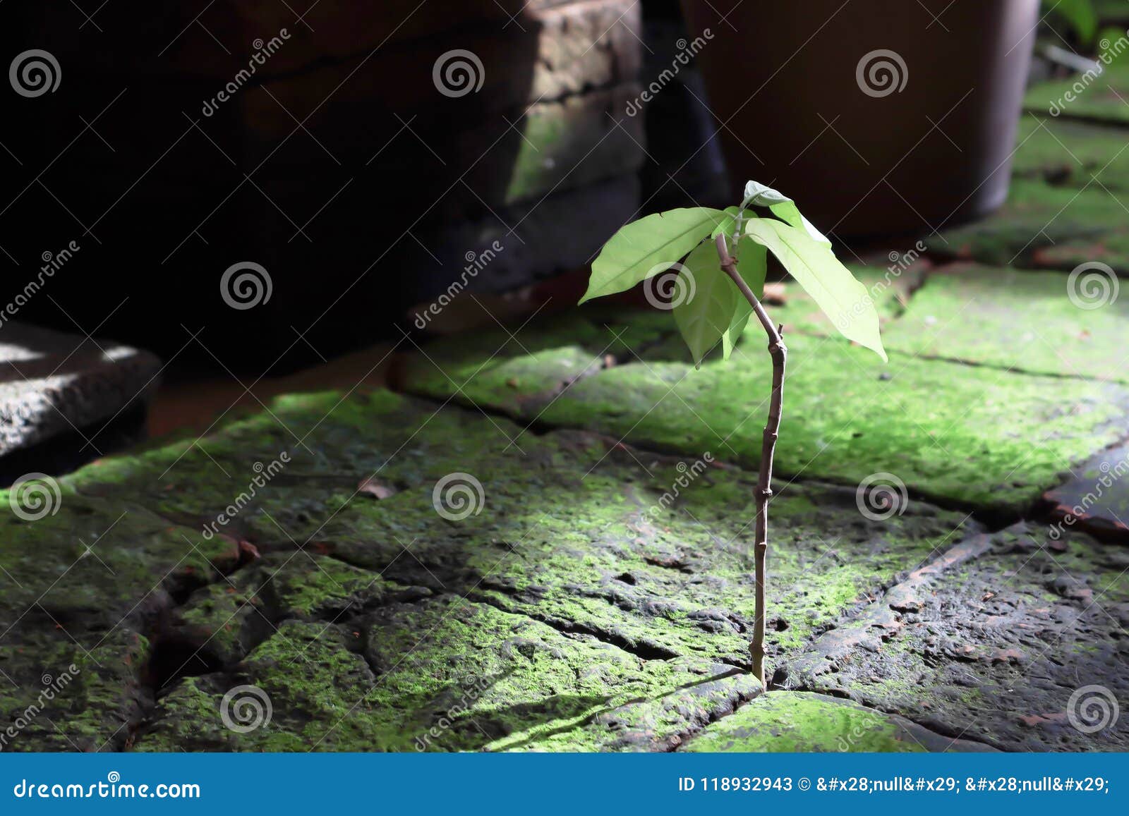 Strong Tree Royalty-Free Stock Photography | CartoonDealer.com #70592171