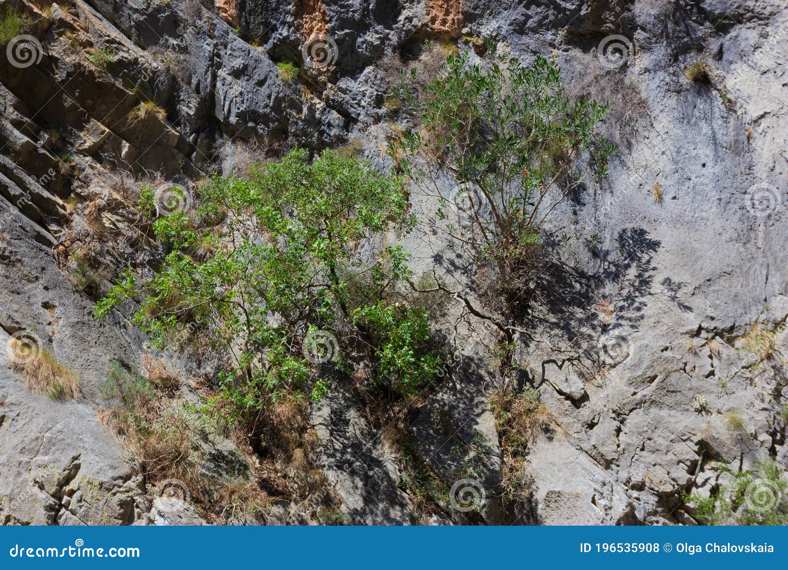 Small Strong Trees Growing from a Sheer Cliff Stock Photo - Image of ...