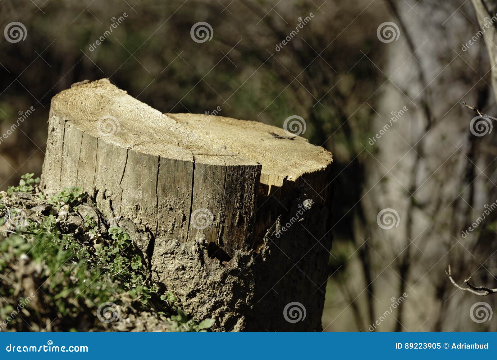Small stump stock image. Image of shade, scenery, spring - 89223905