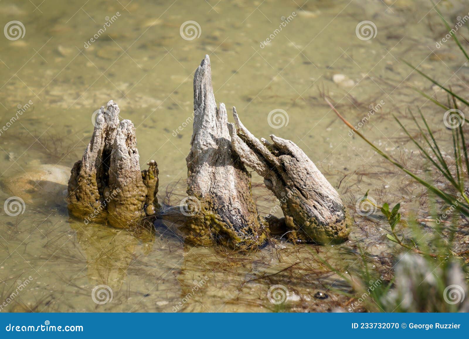 Small Stumps Protruding from Water Stock Photo - Image of tree, lake ...