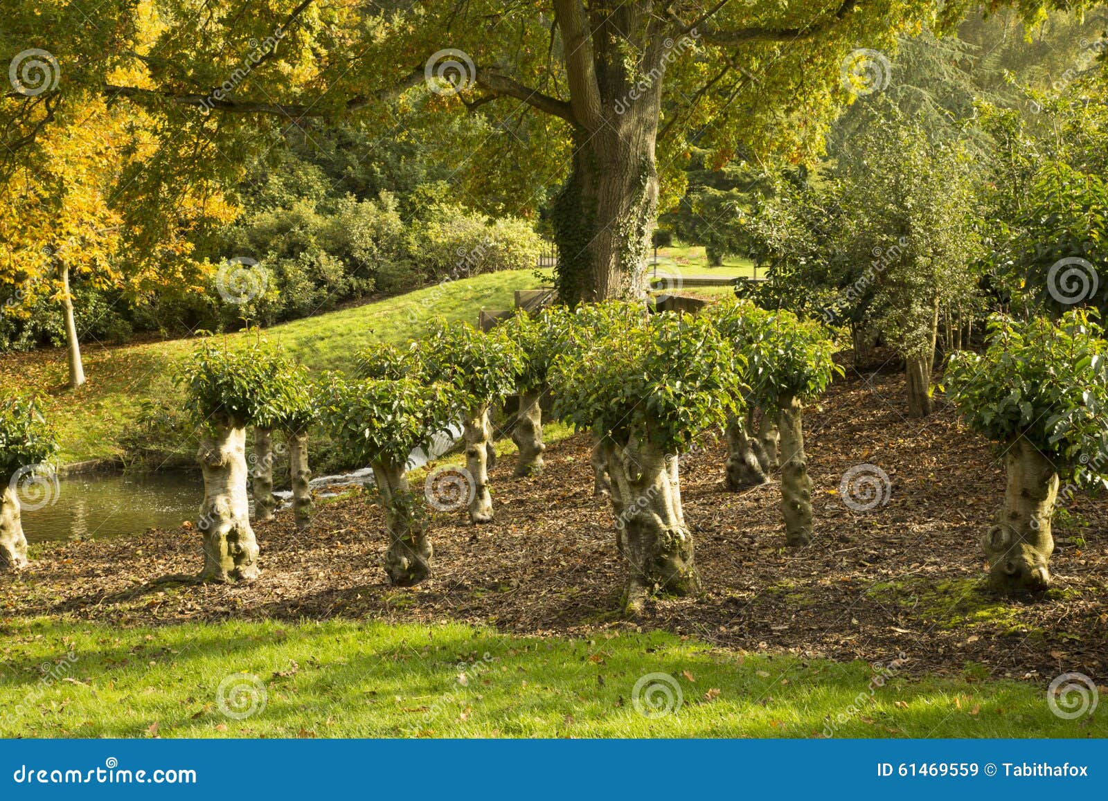 Small Stumpy Trees with Foliage Stock Image - Image of stumpy, pruned ...