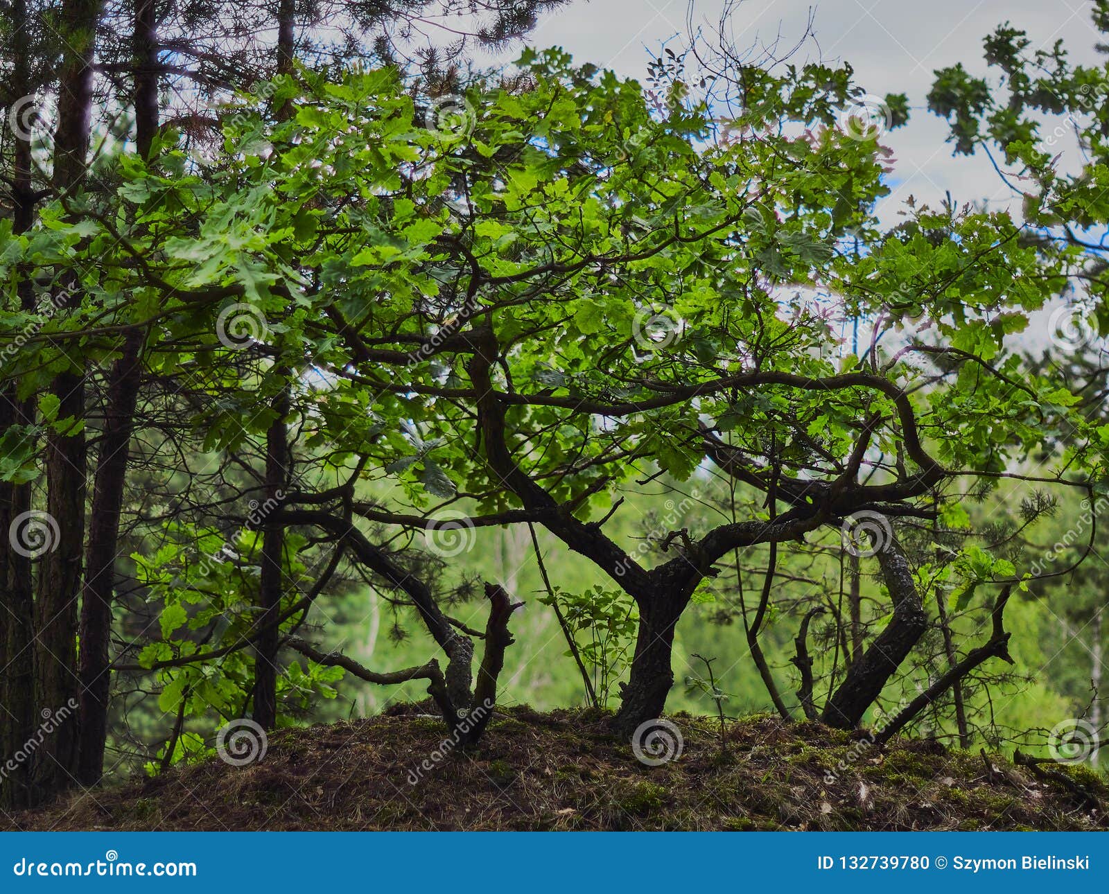 Small Stunted Tree in the Forest Stock Photo - Image of growth ...